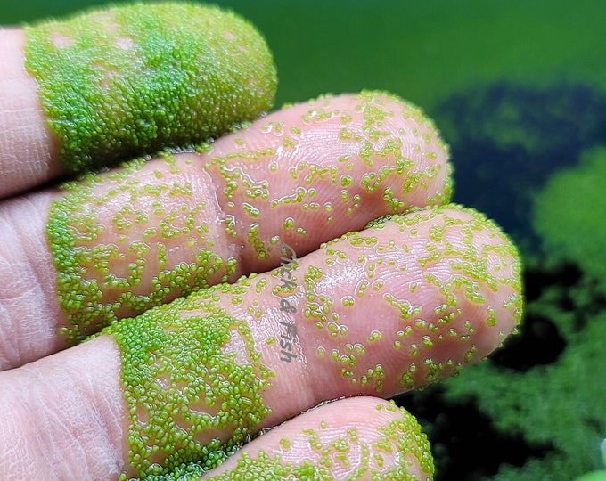 Wolffia Globosa is a Smallest Flowering Plant on Earth, Floating Plant ...