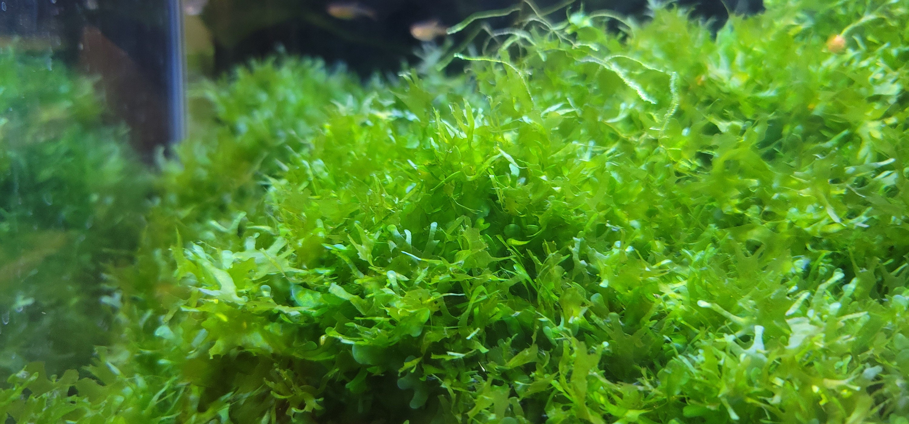 Subwassertang Round Pellia Moss Live Plant Shrimp, Baby Fish Cover 2 Oz ...