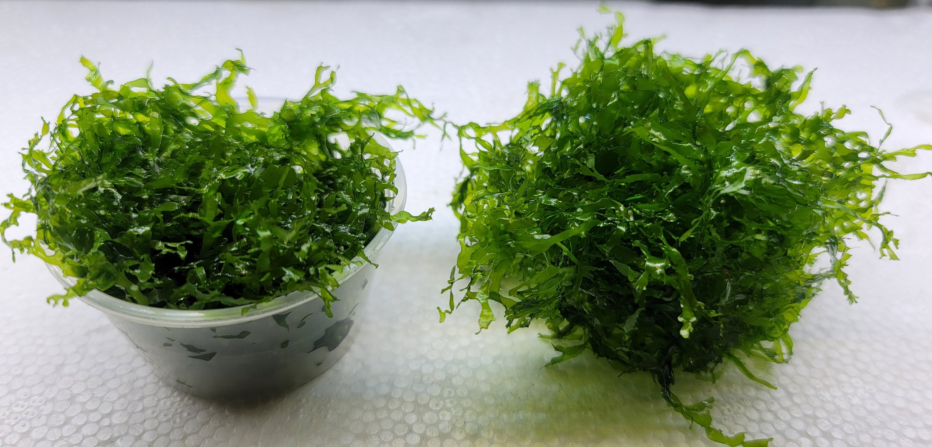 Subwassertang Round Pellia Moss Live Plant Shrimp, Baby Fish Cover 2 Oz ...