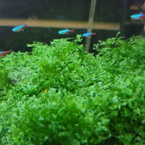 Subwassertang Round Pellia Moss Live Plant Shrimp, Baby Fish Cover 2 Oz ...
