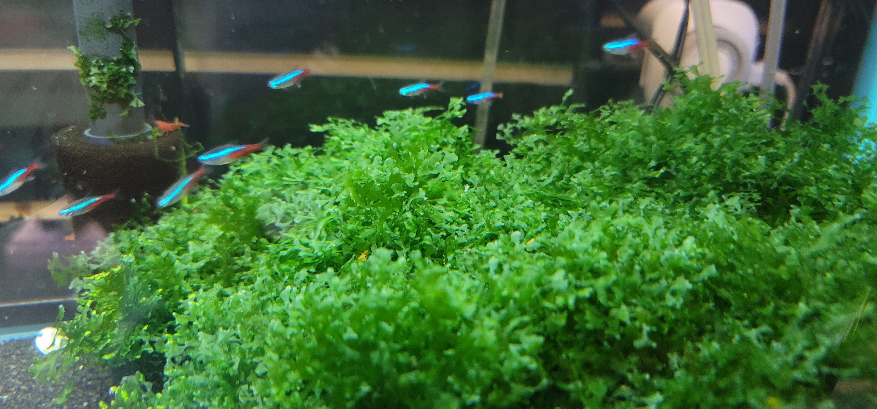 Subwassertang Round Pellia Moss Live Plant Shrimp, Baby Fish Cover 2 Oz ...