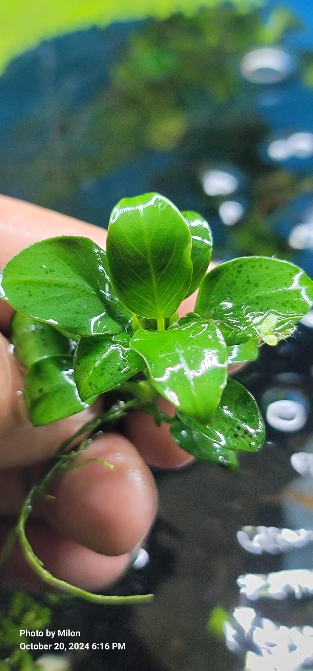 Anubias Nana Petite (buy 2 Get 1 Free) - Etsy