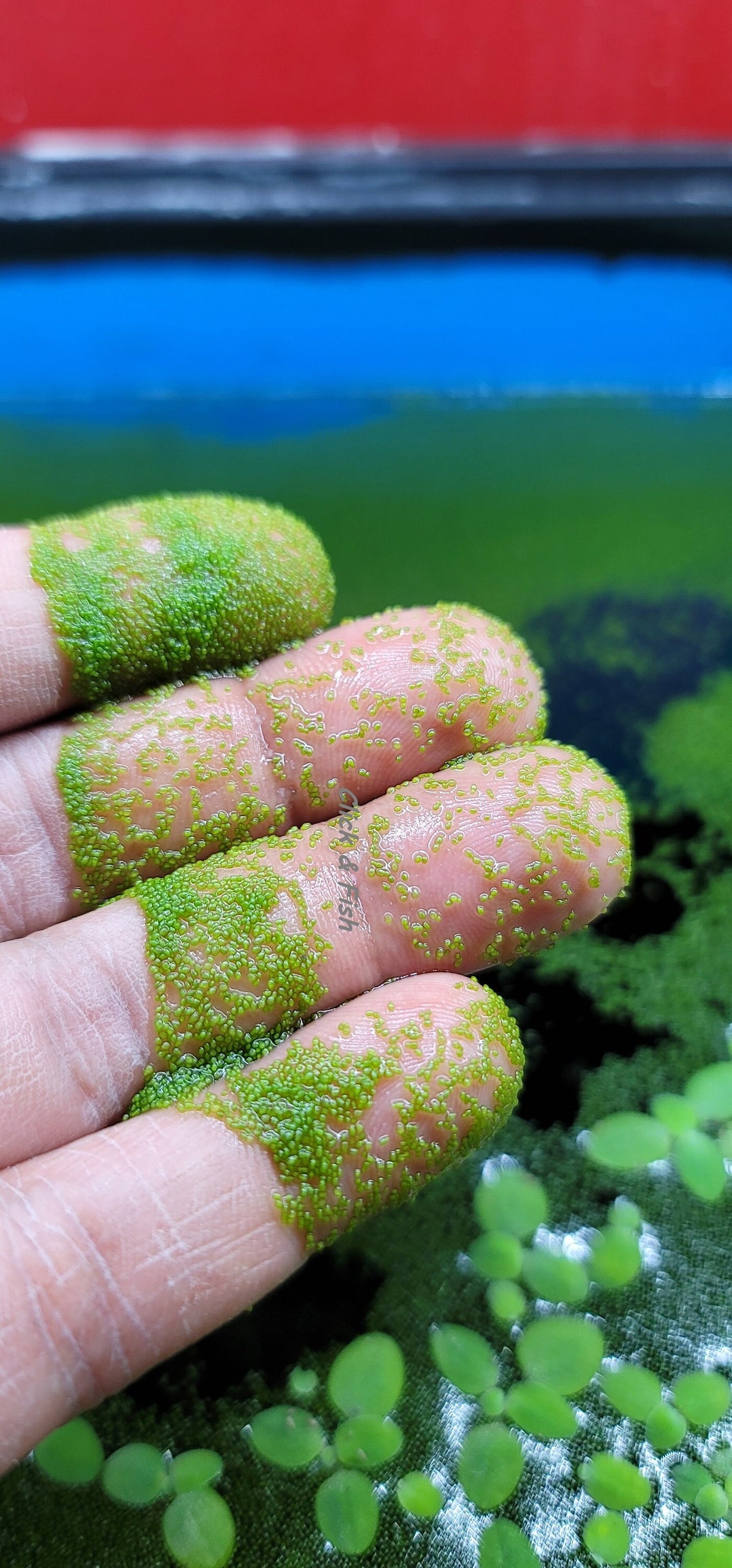 Wolffia Globosa is a Smallest Flowering Plant on Earth, Floating Plant ...