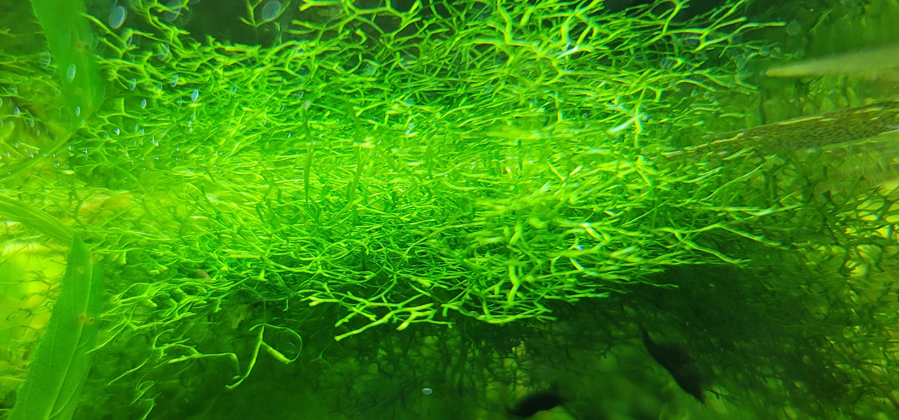 Moss/plant Pack Christmas Moss, Subwassertang, Java Moss, Riccia ...