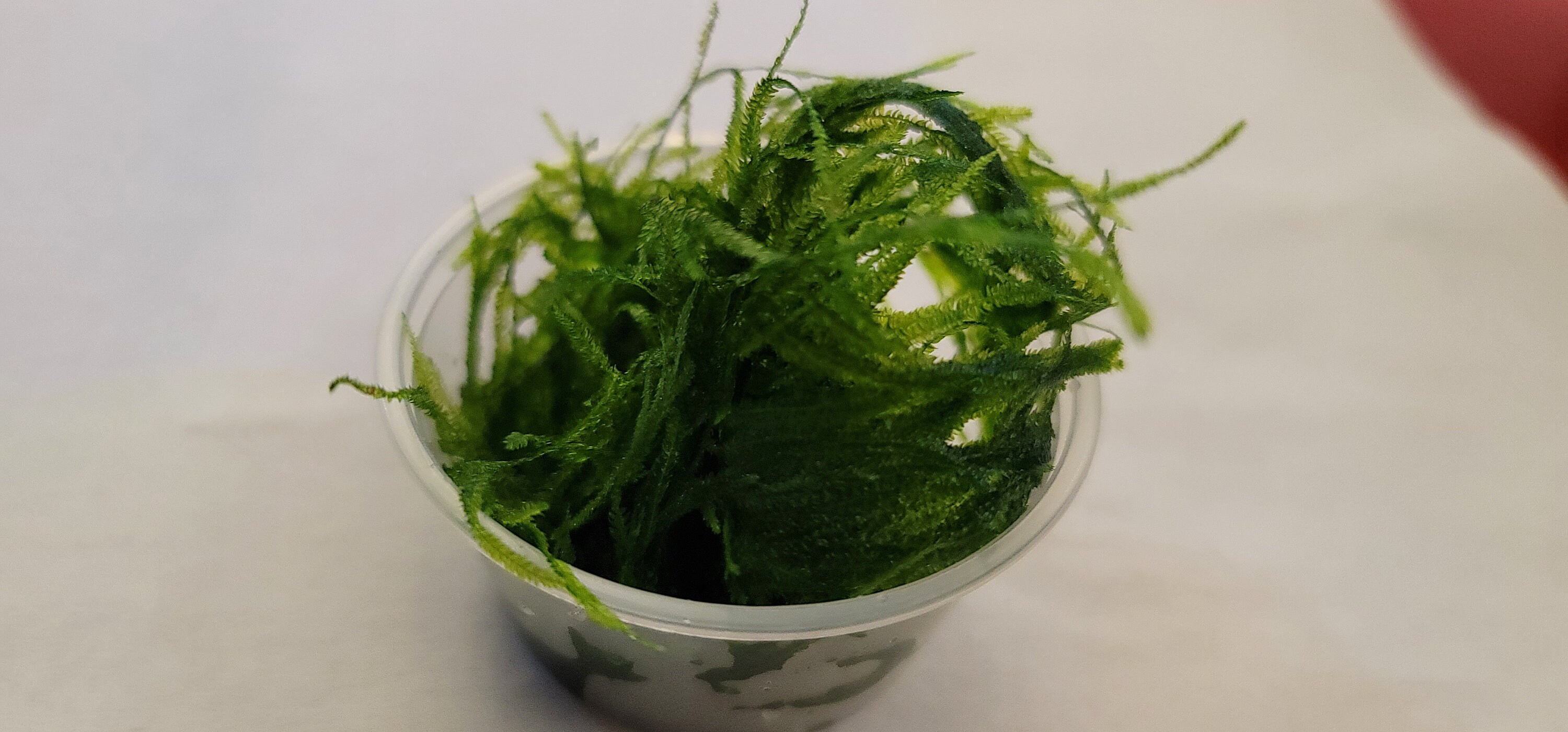 Moss/plant Pack Christmas Moss, Subwassertang, Java Moss, Pearl Weed ...