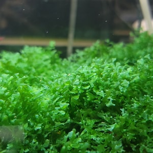 Subwassertang Round Pellia Moss Live Plant Shrimp, Baby Fish Cover 2 Oz ...