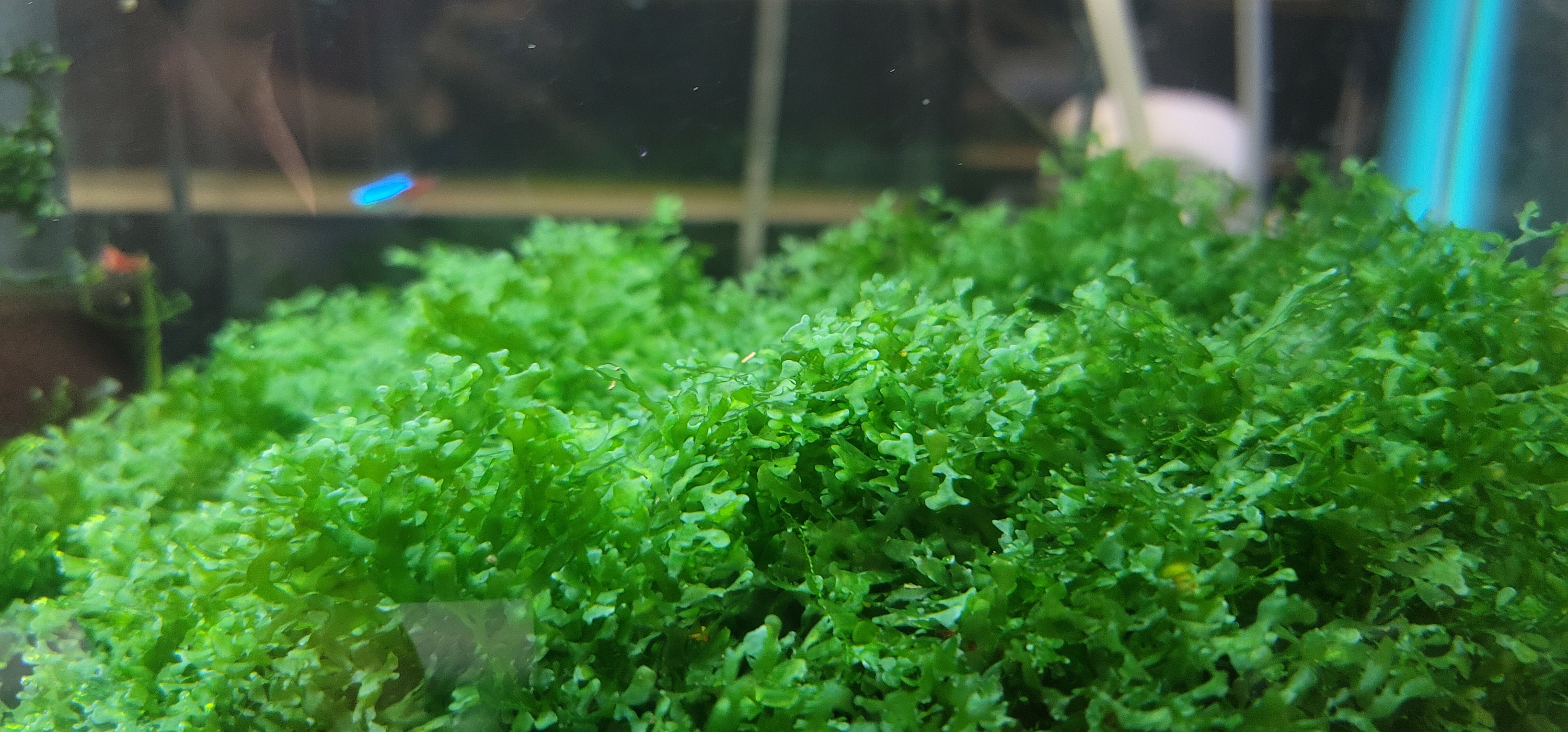 Subwassertang Round Pellia Moss Live Plant Shrimp, Baby Fish Cover 2 Oz ...