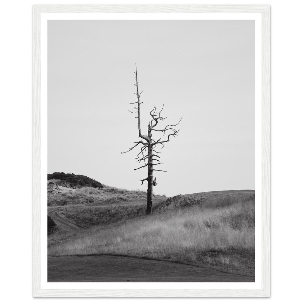 Bandon Dunes Ghost Tree - Etsy