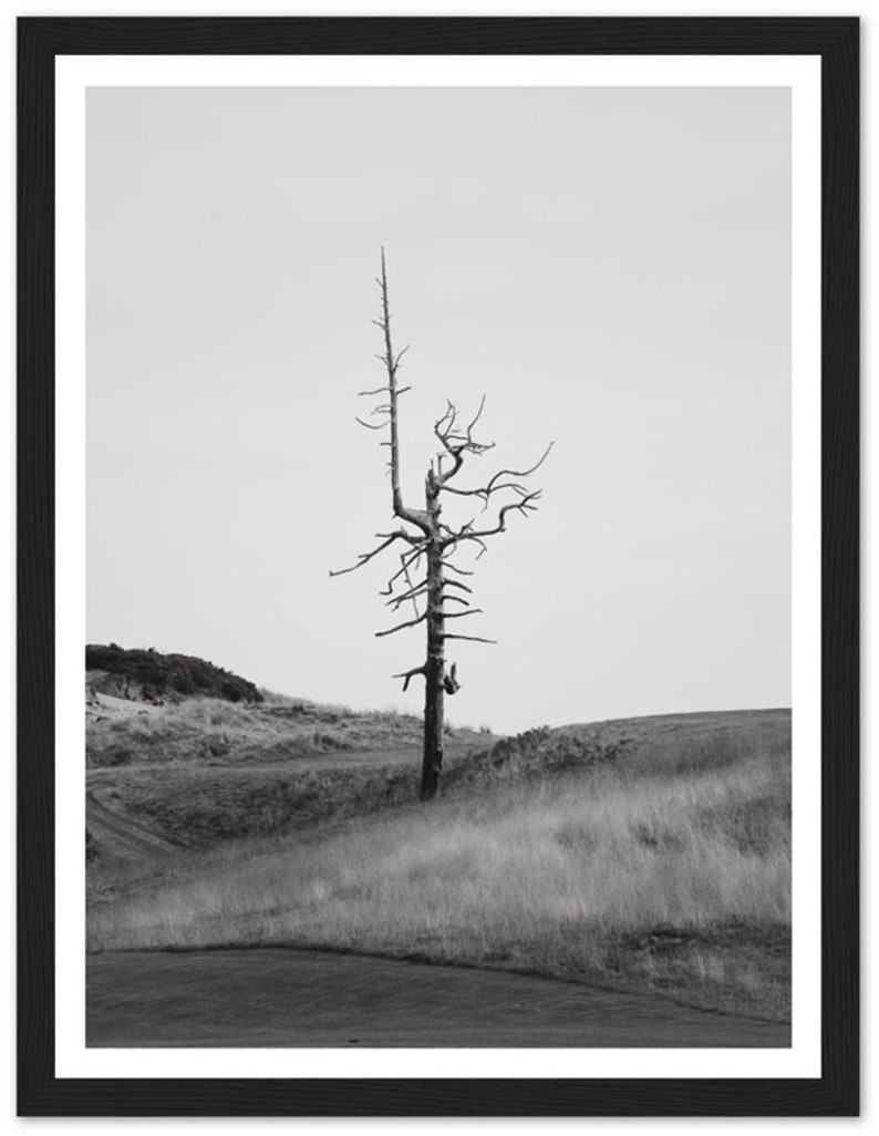 Bandon Dunes Ghost Tree - Etsy