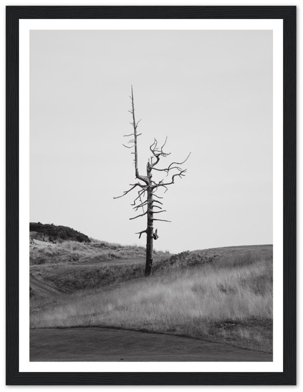 Bandon Dunes Ghost Tree - Etsy