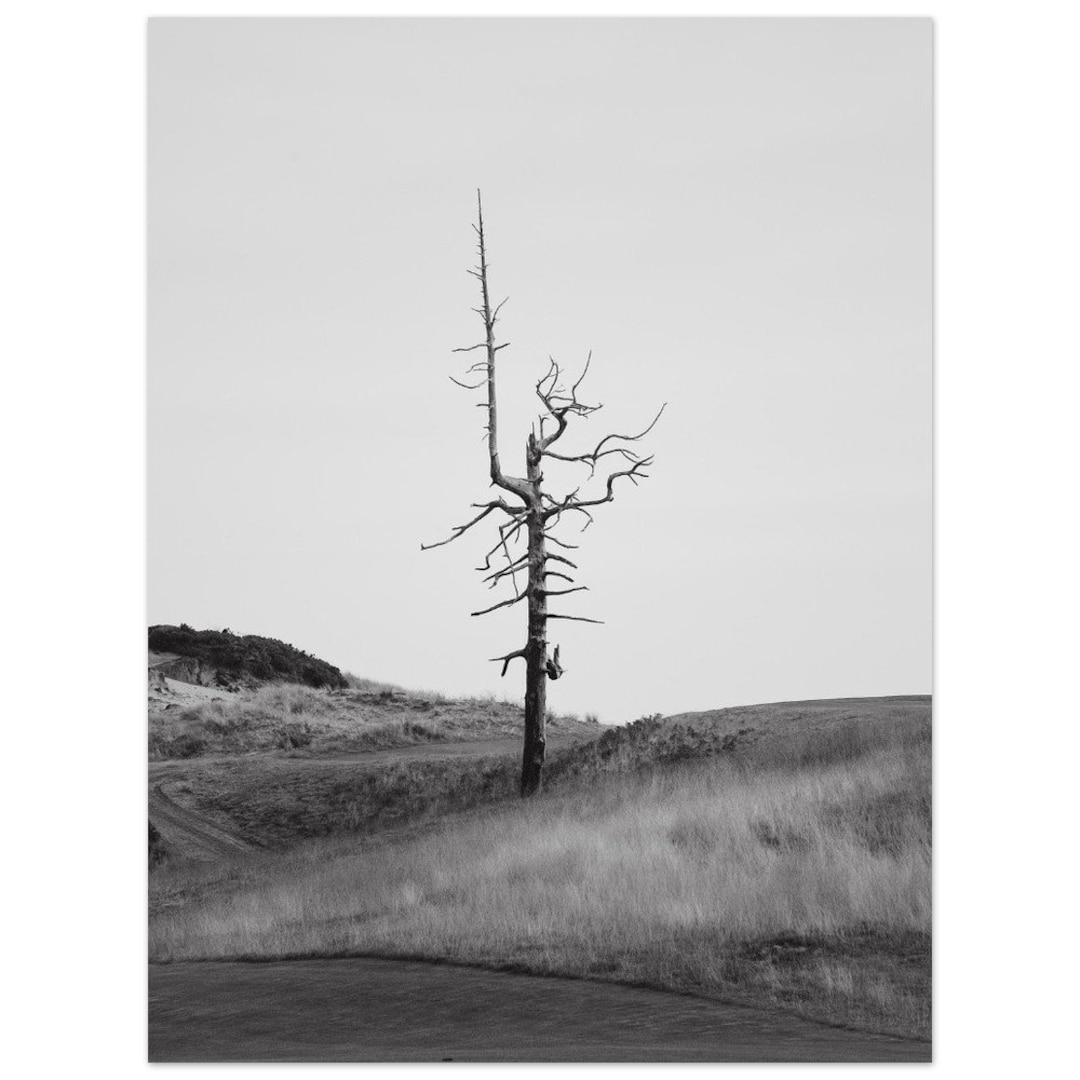Bandon Dunes Ghost Tree - Etsy