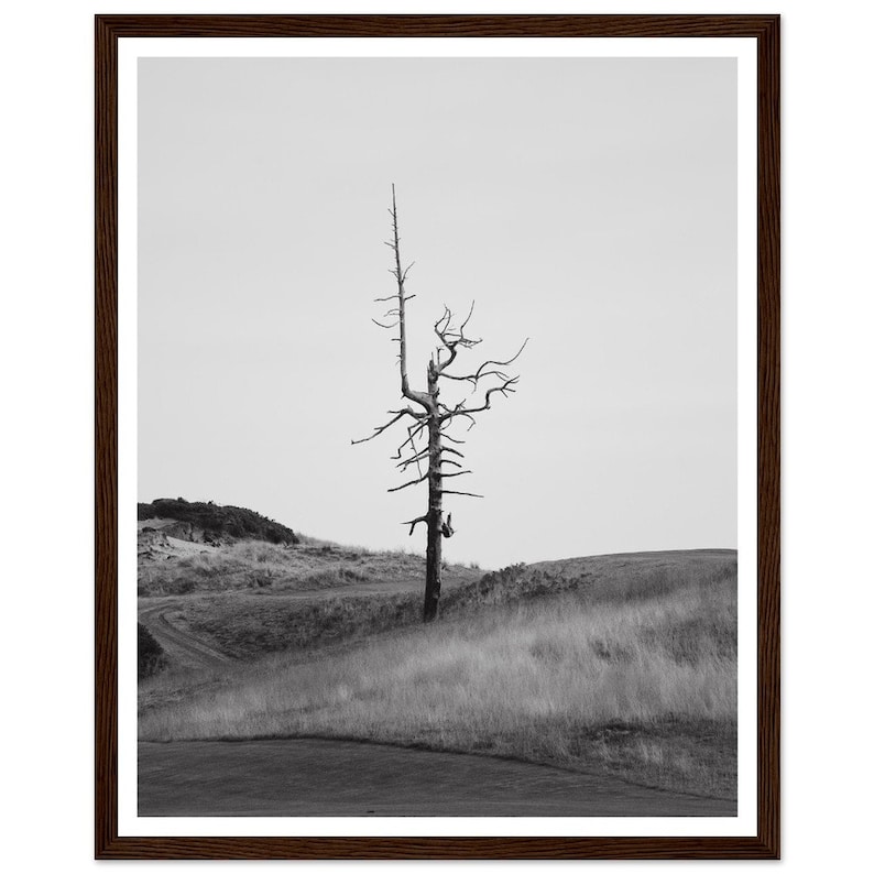 Bandon Dunes Ghost Tree - Etsy