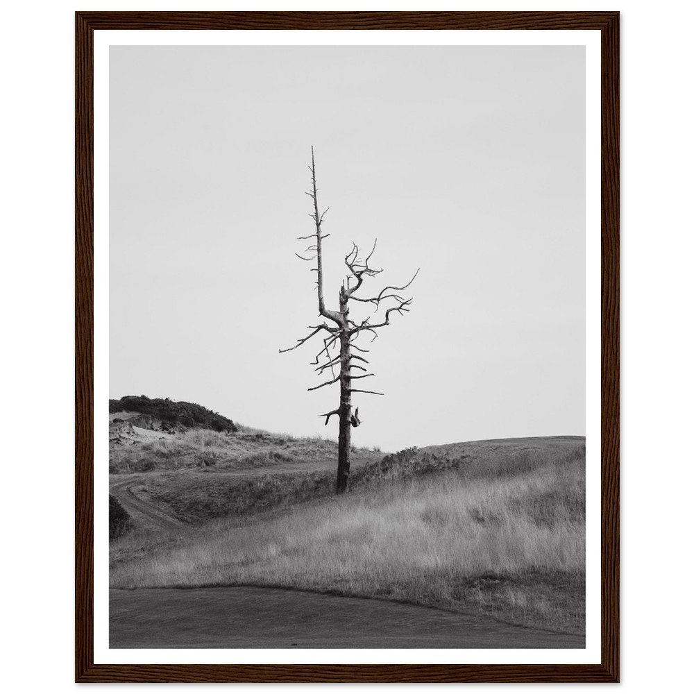 Bandon Dunes Ghost Tree - Etsy