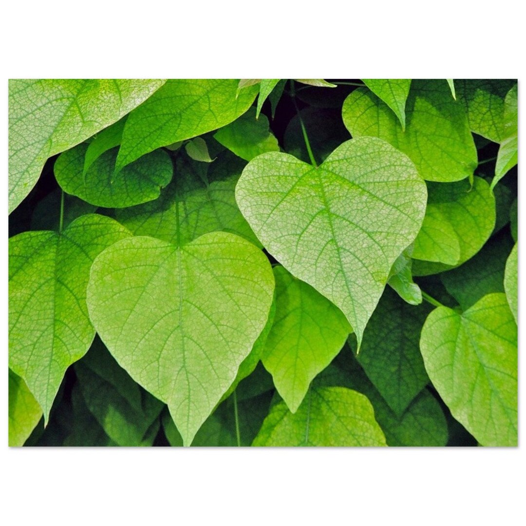 Heart Leaves - Poster, Premium Semi-glossy Paper - Etsy