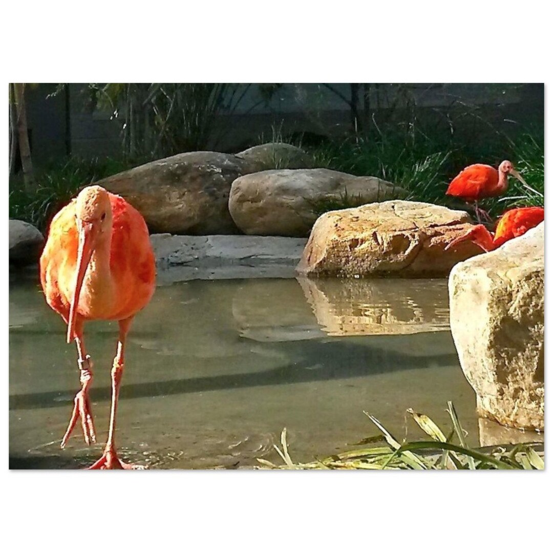 Scarlet Ibis Walking- Poster, Premium Semi-glossy Paper - Etsy