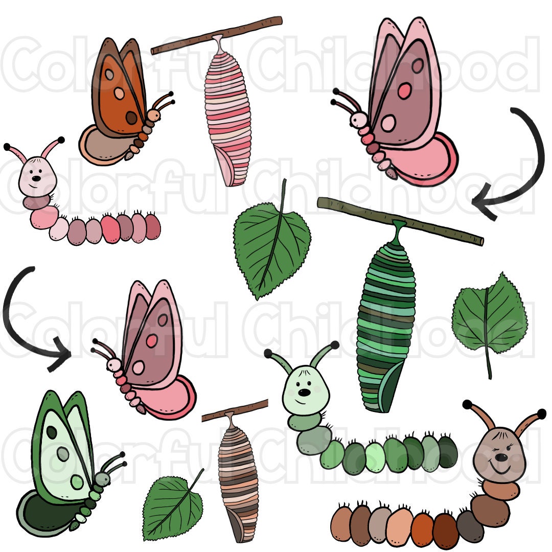 Butterfly Life Cycle Clipart | Original Clip Art, Color and Black ...
