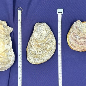 Customizable Antique Map of New Orleans Oyster Shell - Etsy