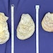Customizable Antique Map of New Orleans Oyster Shell - Etsy