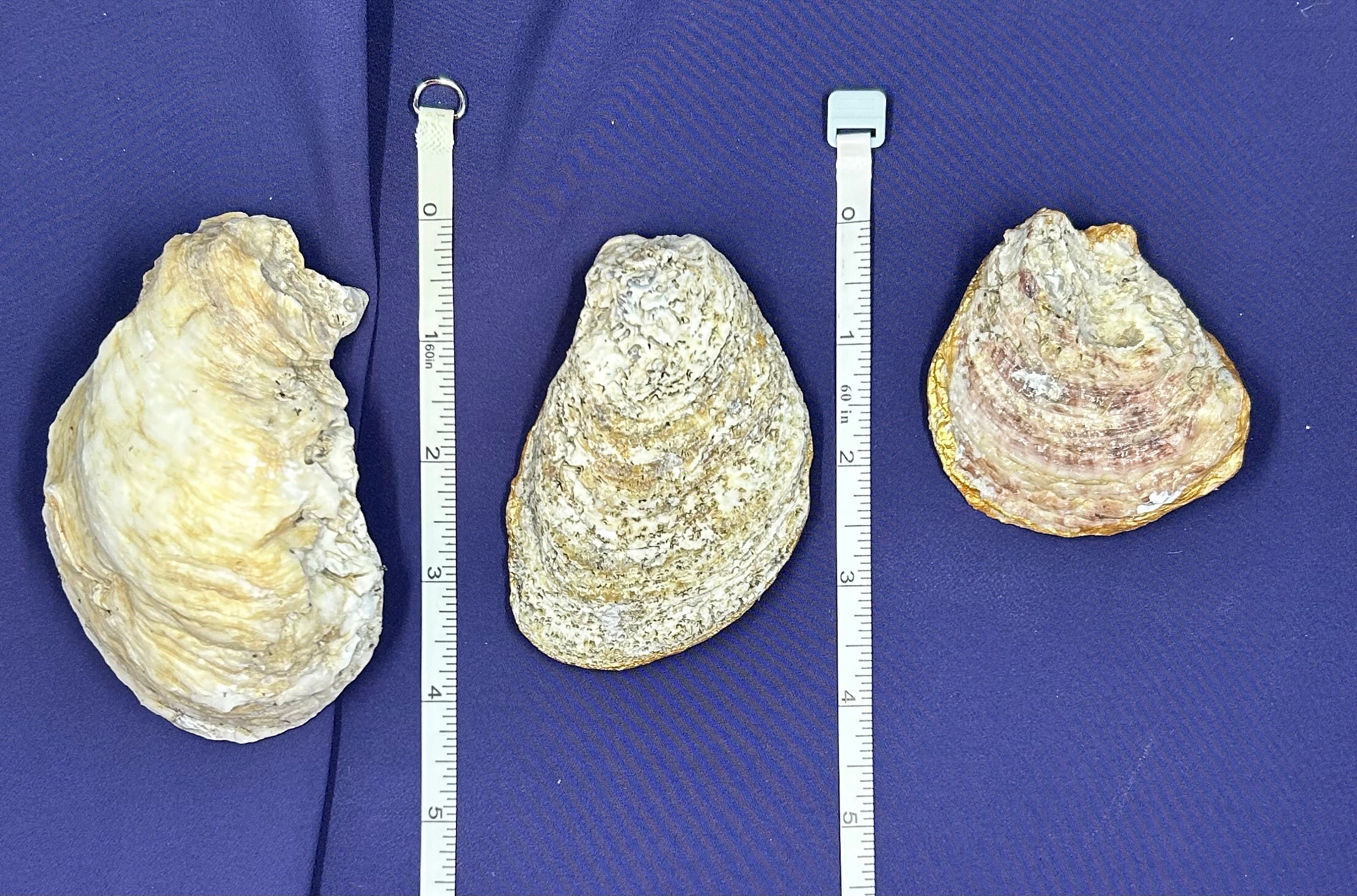 Customizable Antique Map of New Orleans Oyster Shell - Etsy