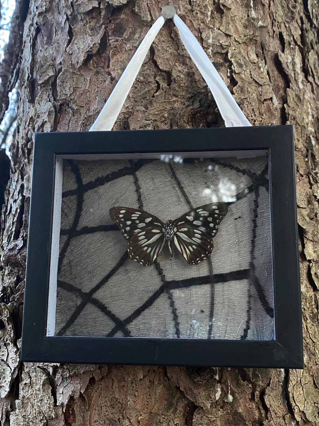 Preserved Butterfly - Hestina Persimilis - Black Frame Shadowbox - Etsy