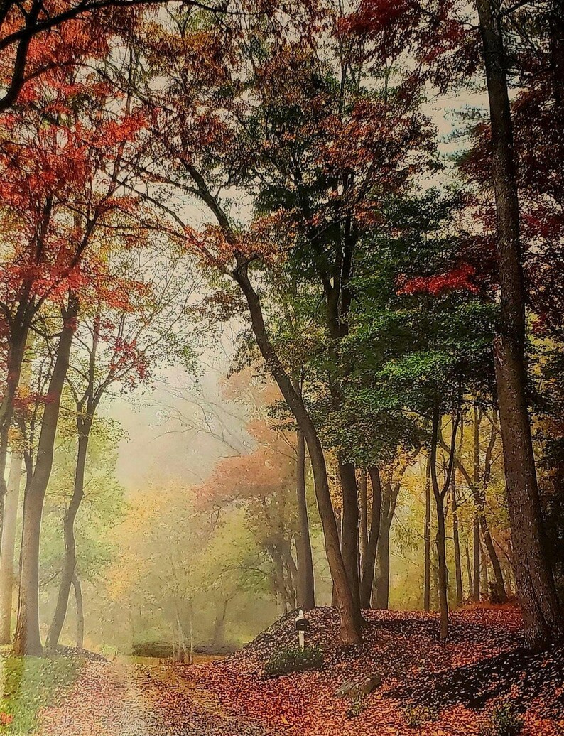 8x10 Photo of Fall Path - Etsy