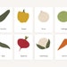 16 Vegetables Flash Cards | Montessori Flashcards | Educational ...