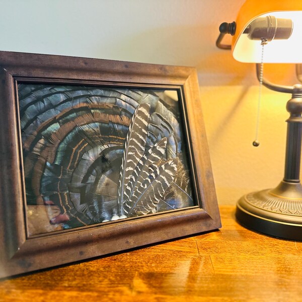 Wild Turkey Feathers - Etsy