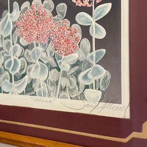 VTG Botanical Art “CRASSULA” by David Allgood 12x15” in Wood Frame - Etsy