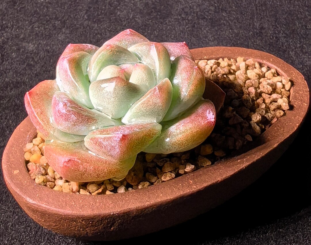 Live Succulent Tinny Pottery Minithumb Flower Pots Succulentpots Bonsai ...