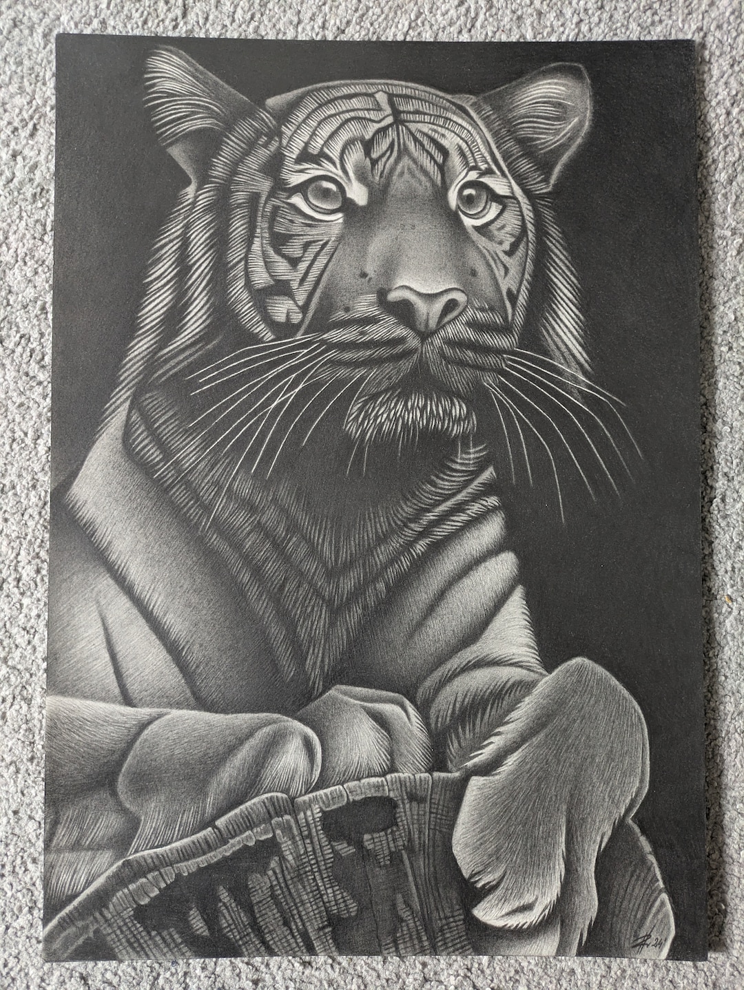 Realistic Tiger Pencil Drawing - Etsy