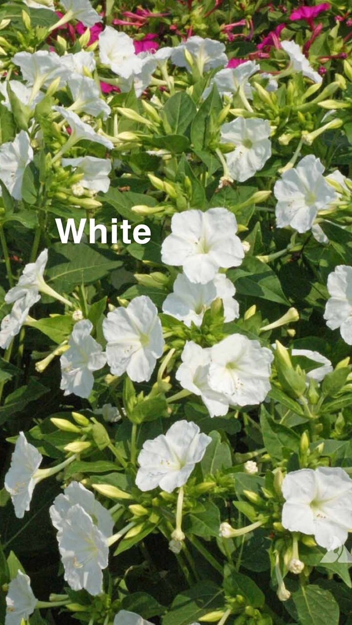 Four O'clock Flower Seeds - Etsy