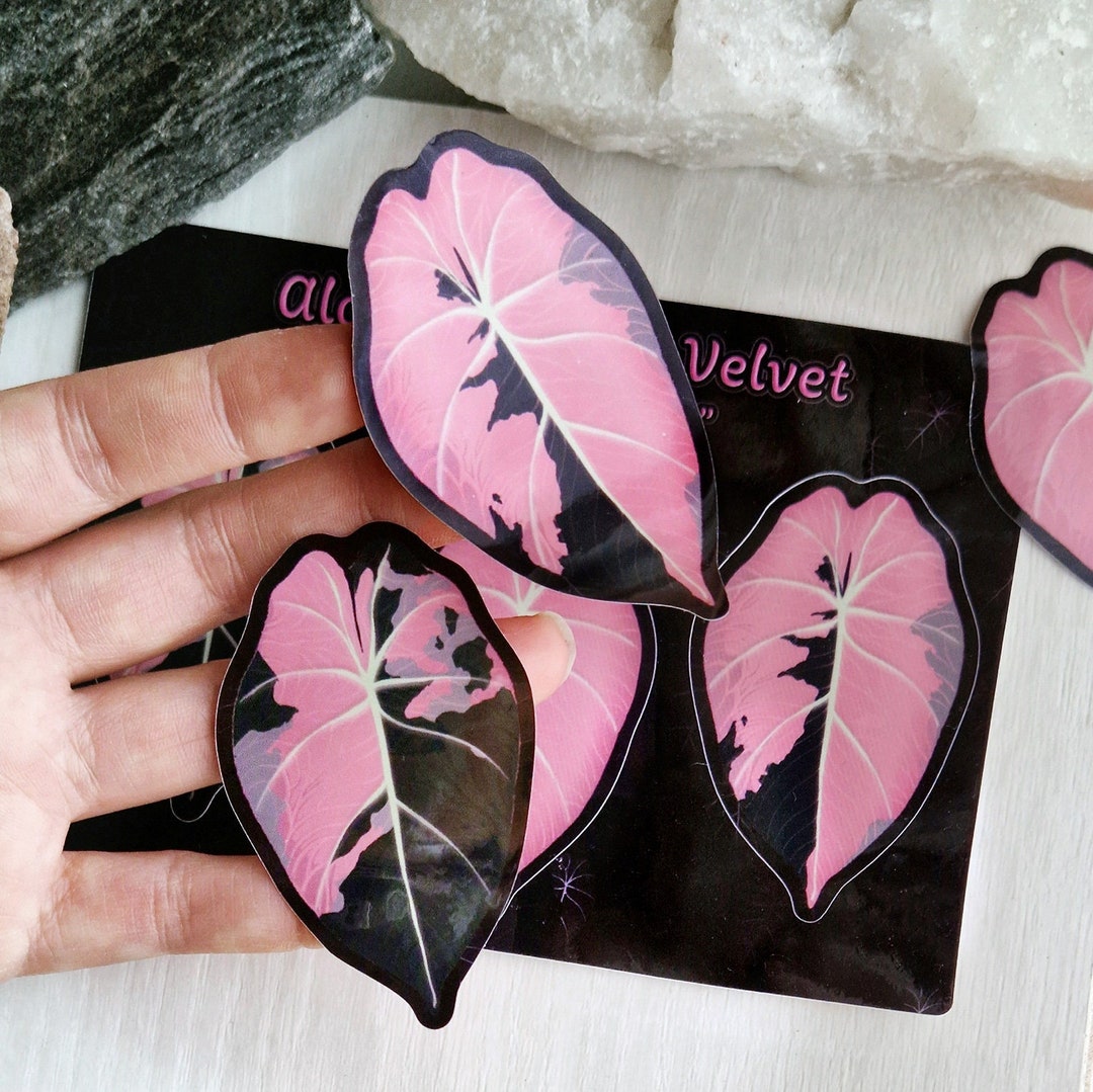 Alocasia Variegated Pink Plants Sticker Sheet A6, Water-resistant Vinyl ...