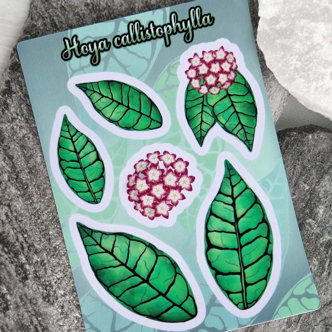 Hoya Plant Sticker Set Perfect for Indoor Gardeners, Botanical Lovers ...