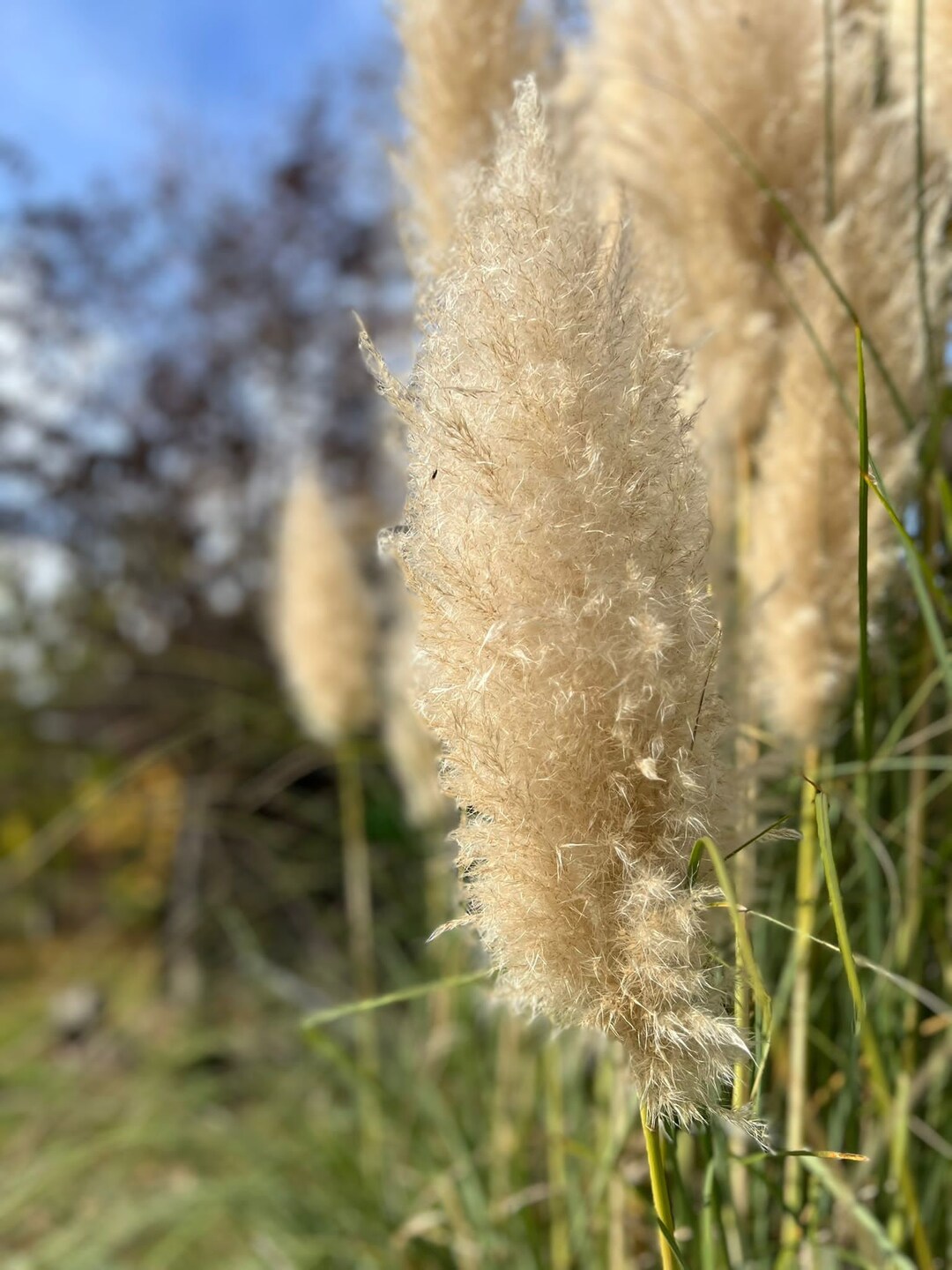 Pampas Grass Fronds as Decoration - Etsy