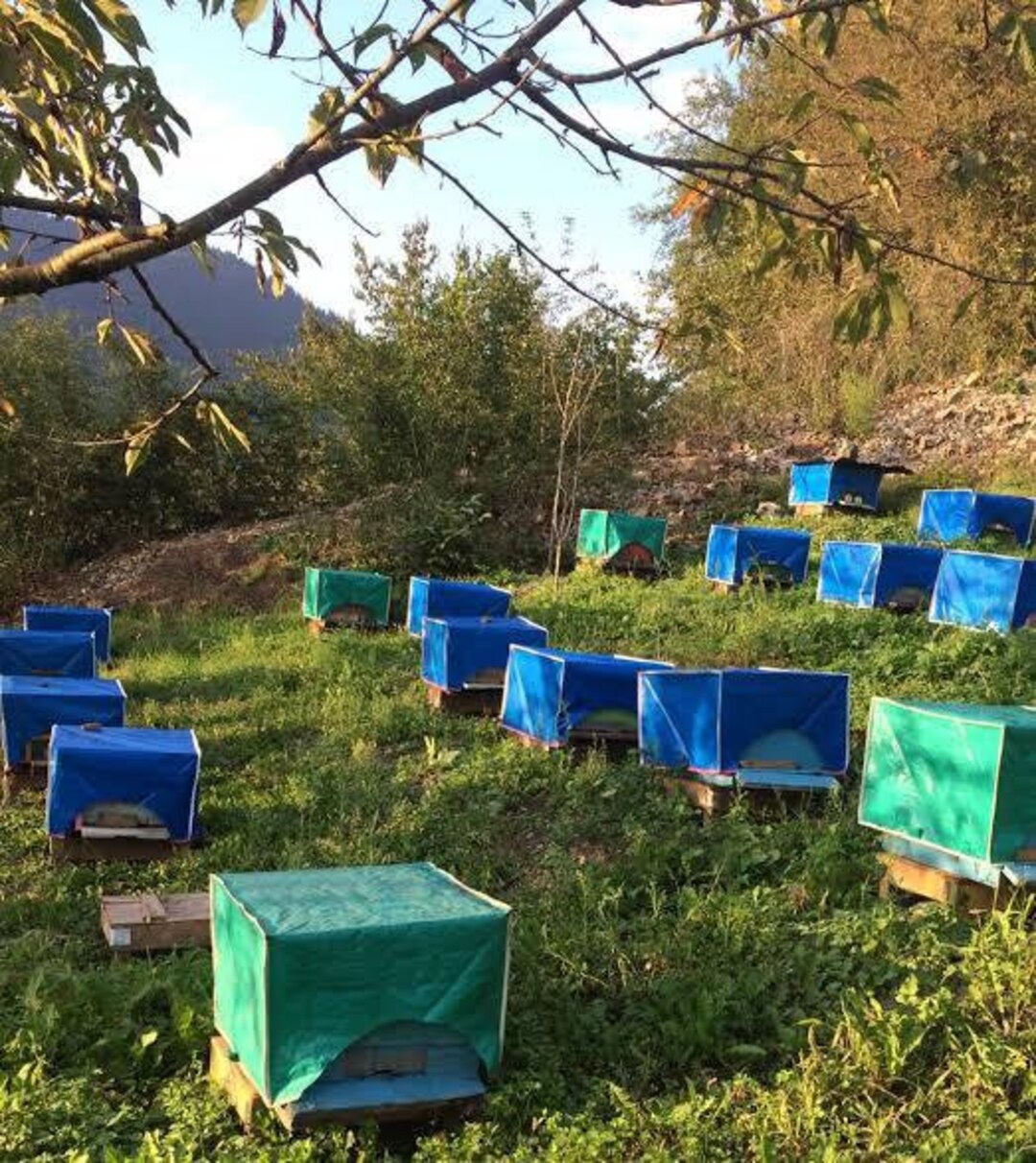 Hive Wrap 10 Frames - Etsy