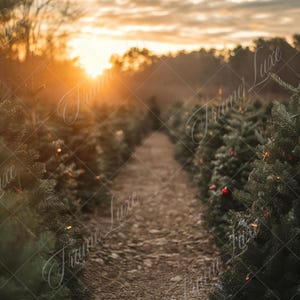 Christmas Tree Farm Sunset Digital Background, Fine Art Holiday ...