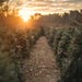 Christmas Tree Farm Sunset Digital Background, Fine Art Holiday ...