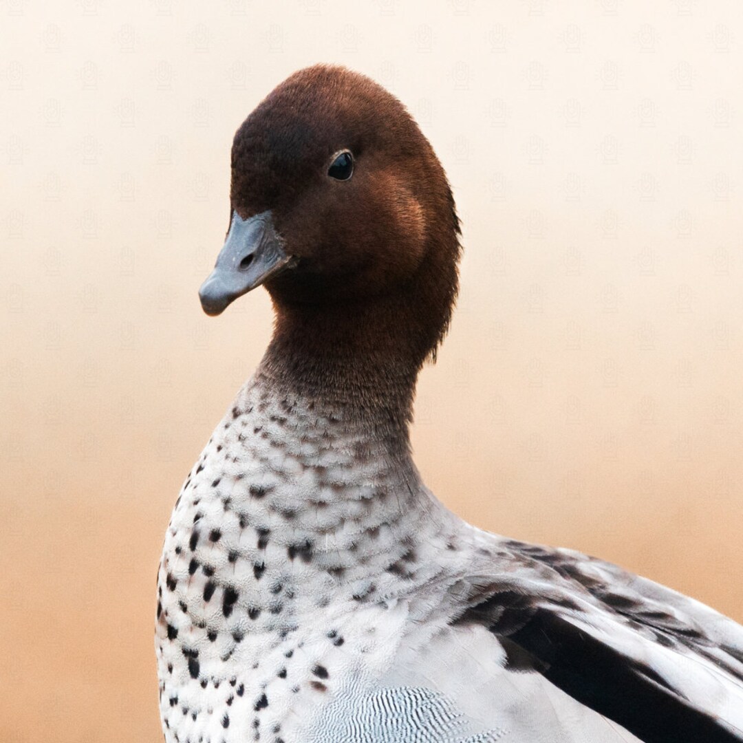 Maned Duck High Resolution Digital File - Etsy