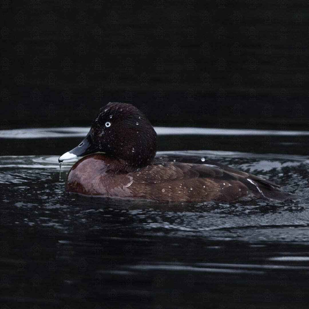 Hardhead Duck High Resolution Digital File - Etsy