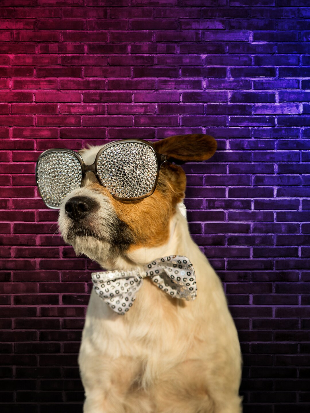 Disco Dog Digital Download - Etsy