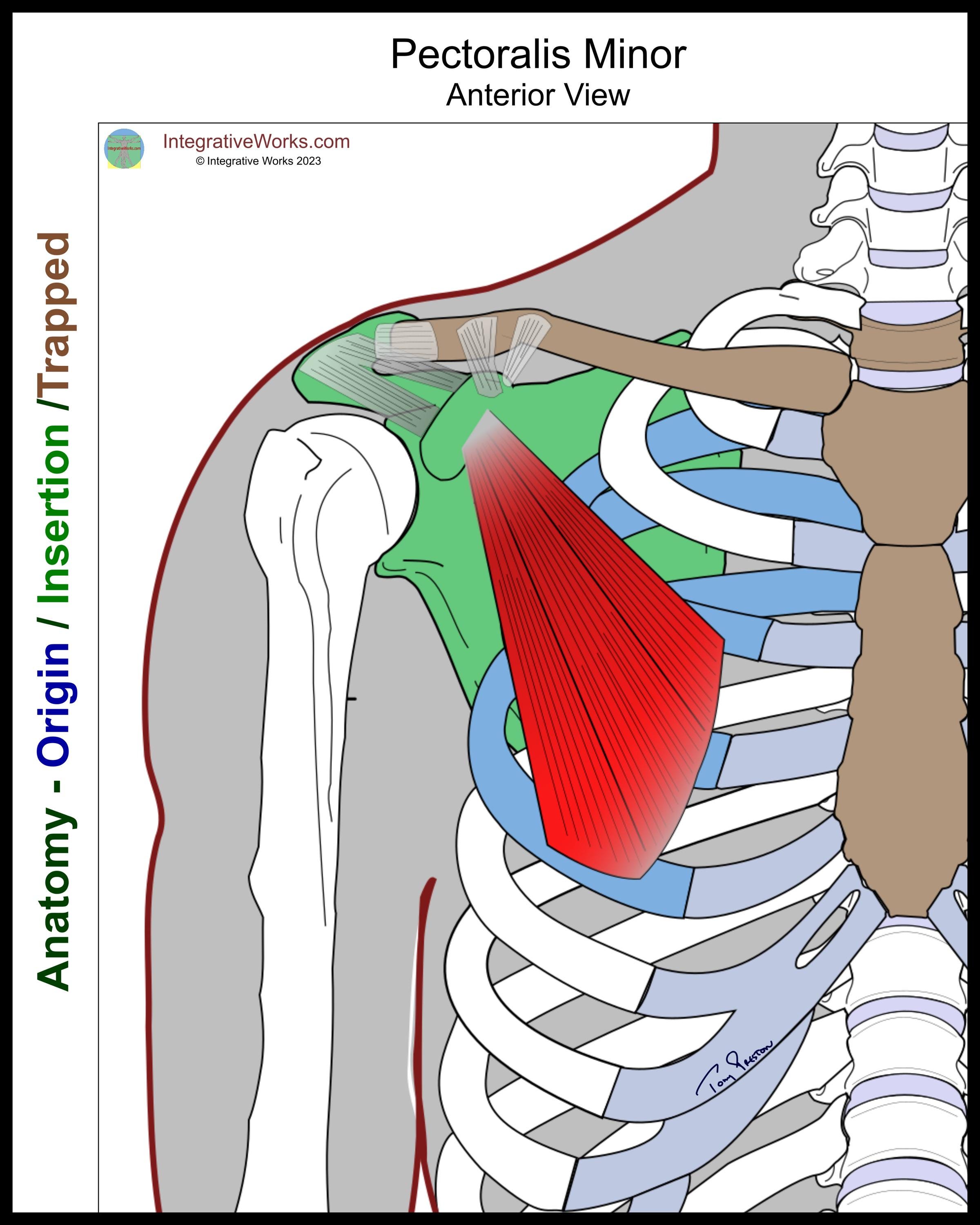 Pectoralis Minor - Anatomy Perspectives - Etsy