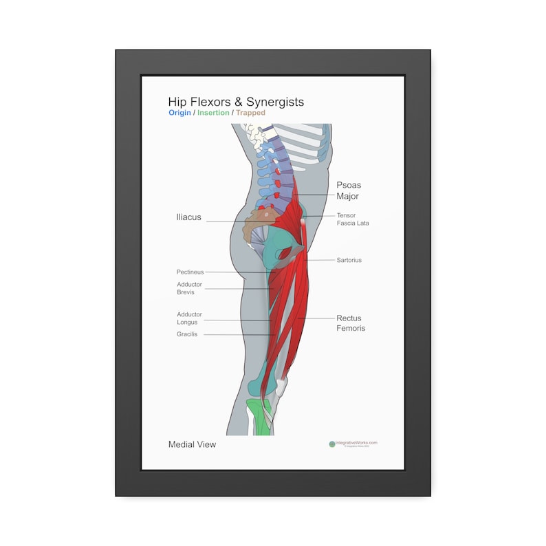 Hip Flexors & Synergists - Labeled- Medial View, Matte Print, Framed - Etsy