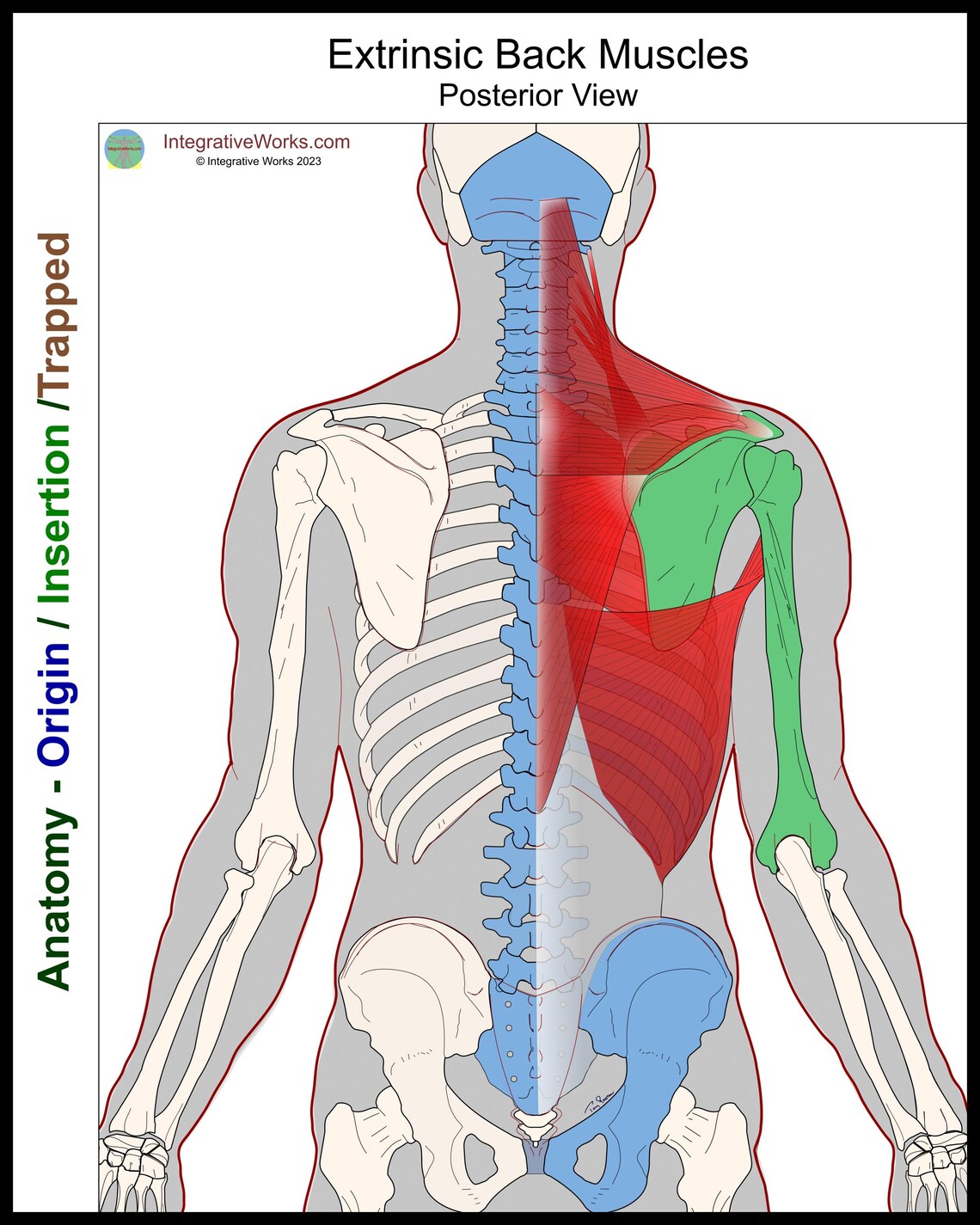 Levator Scapula - Anatomy Perspectives - Etsy Canada