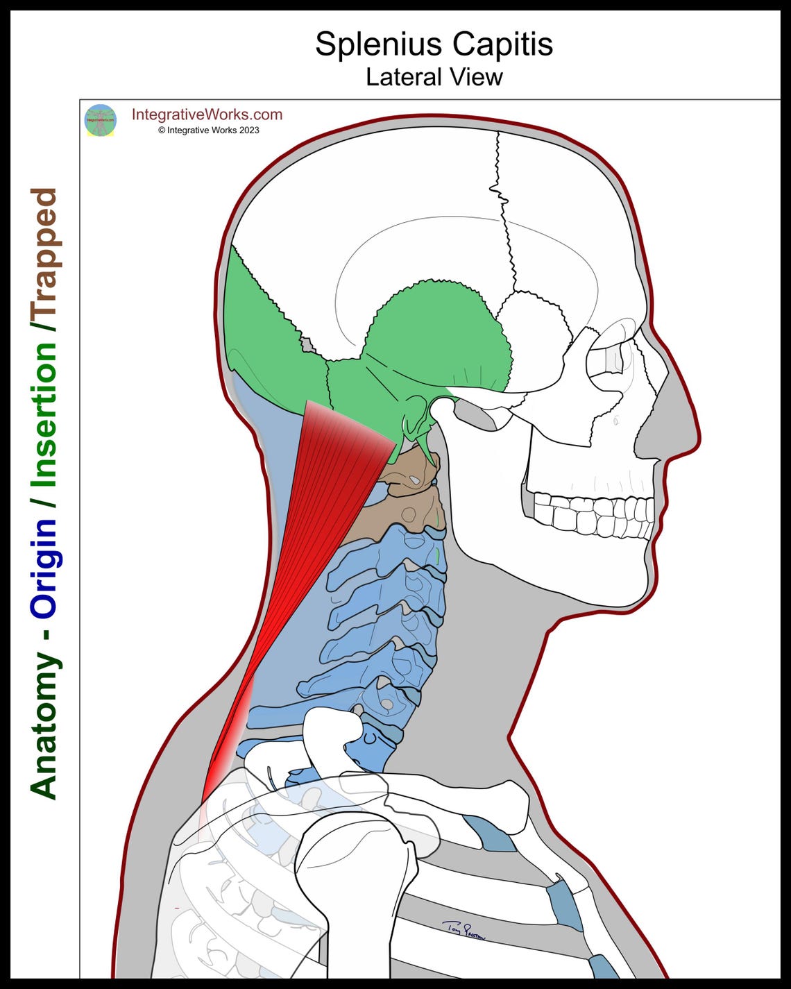 Splenius Capitis - Anatomy Perspective - Etsy