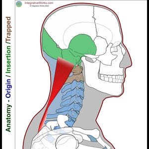 Splenius Capitis - Anatomy Perspective - Etsy