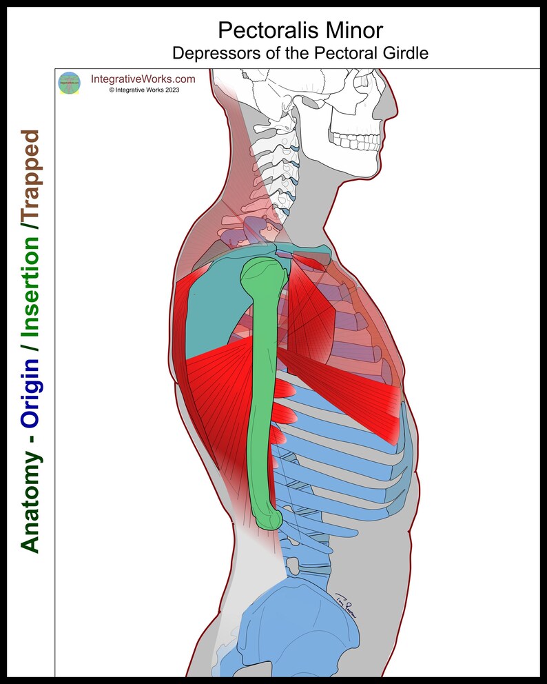 Pectoralis Minor - Anatomy Perspectives - Etsy