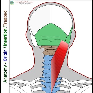 Splenius Capitis Anatomy Perspective - Etsy