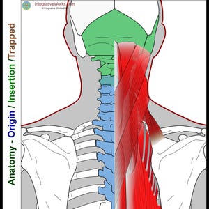 Splenius Capitis - Anatomy Perspective - Etsy