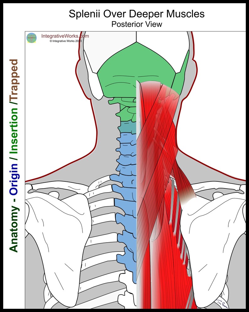 Splenius Capitis - Anatomy Perspective - Etsy