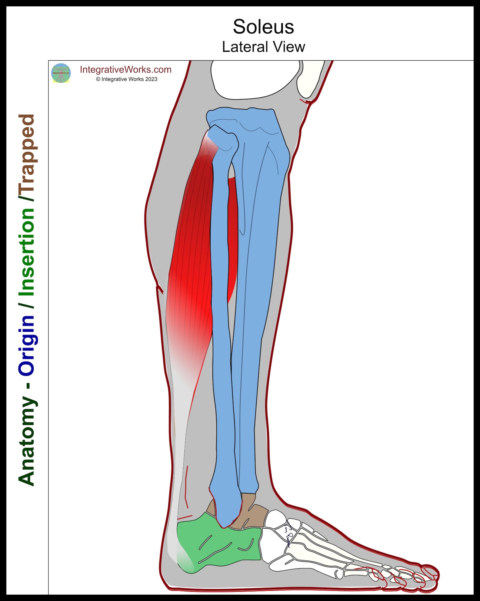 Soleus - Anatomy Perspective - Etsy